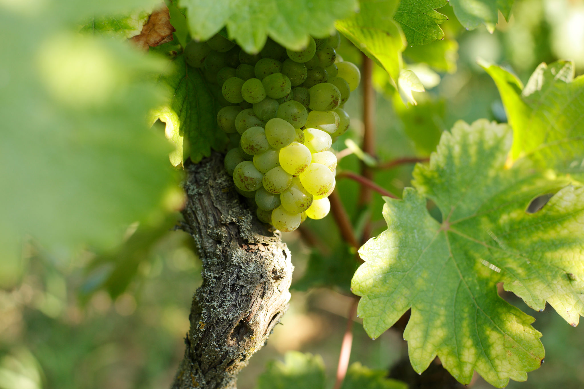 Les cépages | Vin IGP du Val de Loire