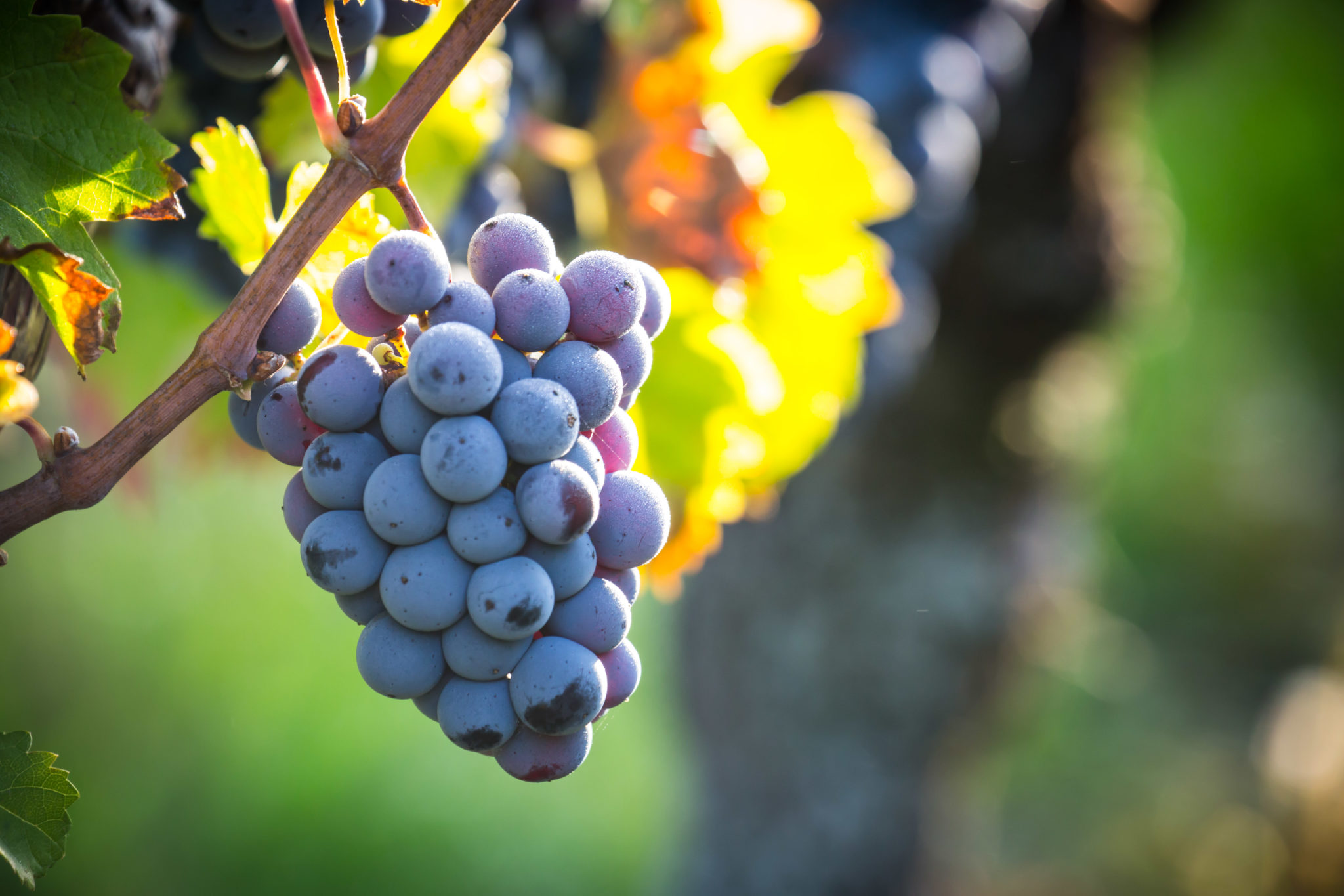 Les cépages | Vin IGP du Val de Loire