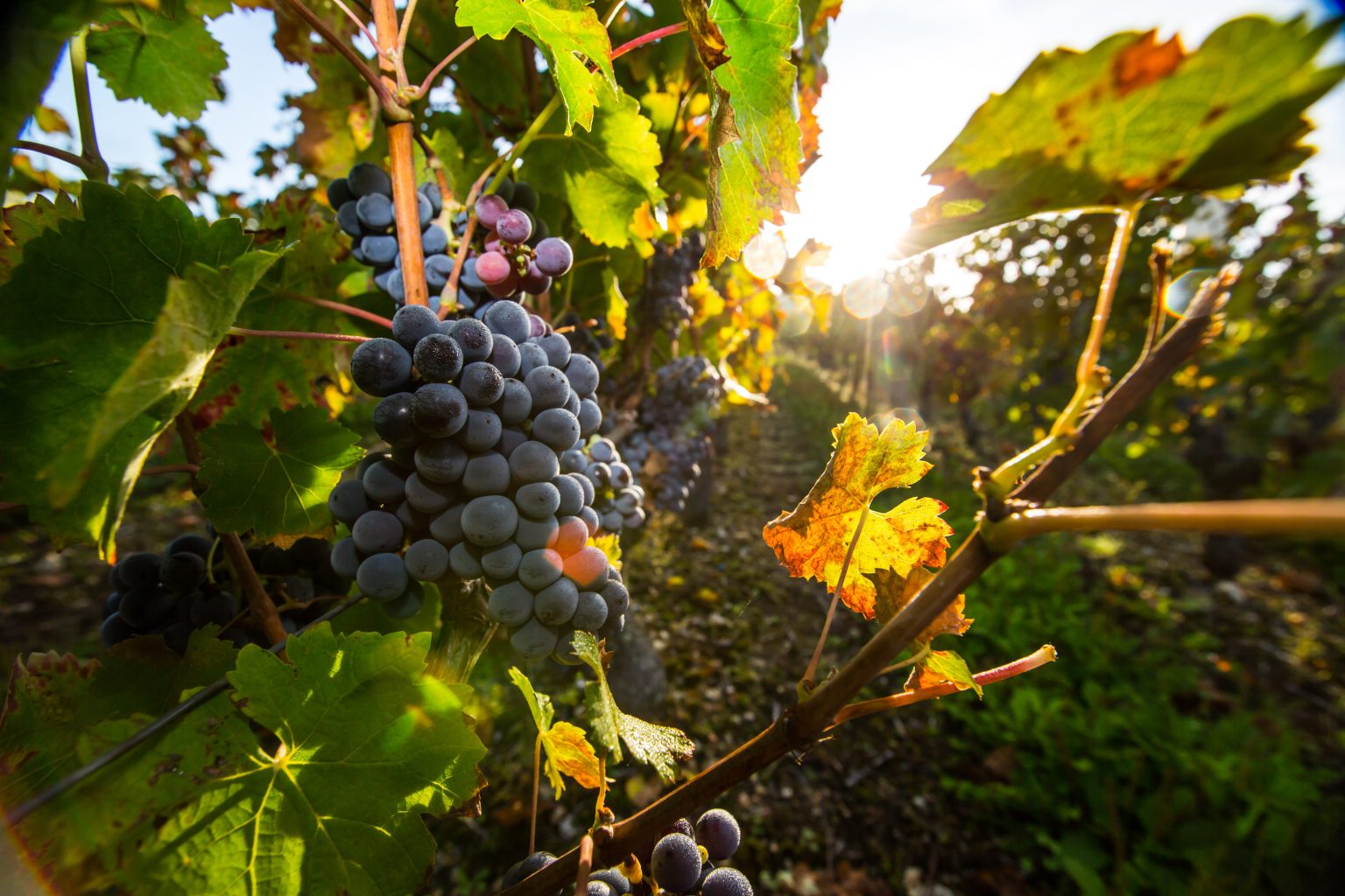 ~ Vin IGP Val de Loire ~ Créatif par nature | Vin IGP du Val de Loire